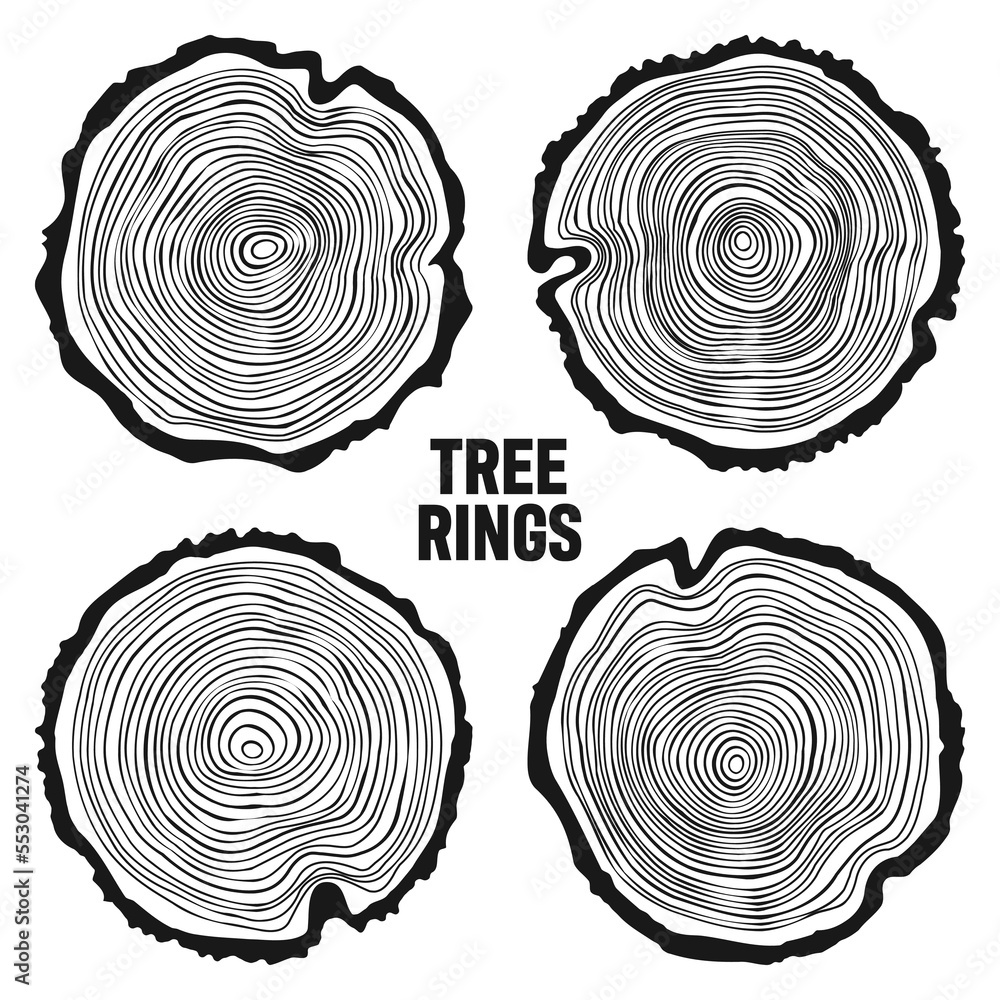 Round tree trunk cuts, sawn pine or oak slices, lumber. Saw cut timber ...