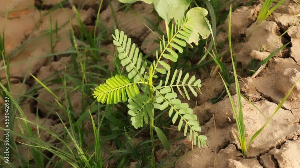 4k footage of Sesbania grandiflora plant. Ultra HD footage of young ...