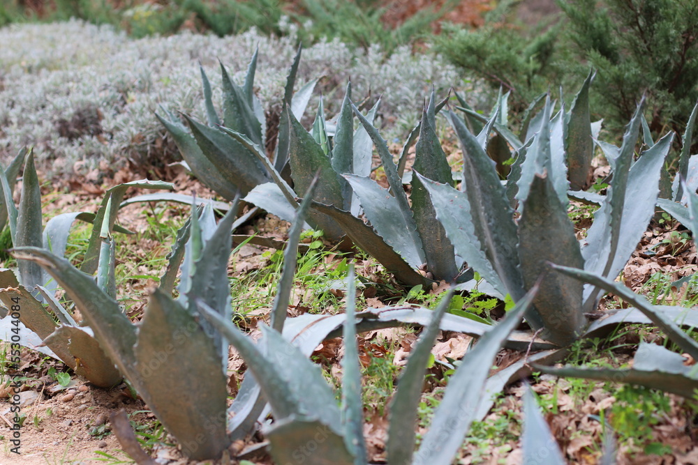 greenery in the forest in autumn october 2023. Agave americana plants ...