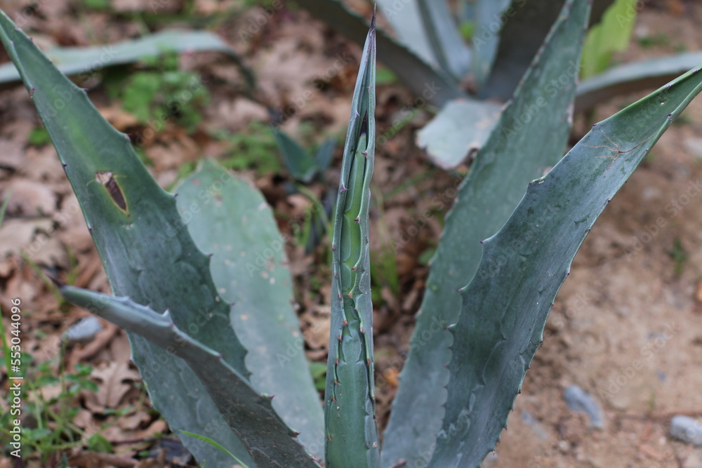 greenery in the forest in autumn october 2023. Agave americana plants ...