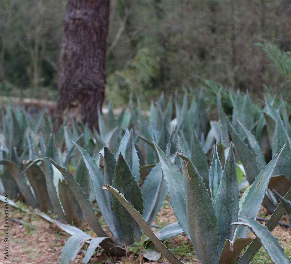 greenery in the forest in autumn october 2023. Agave americana plants ...