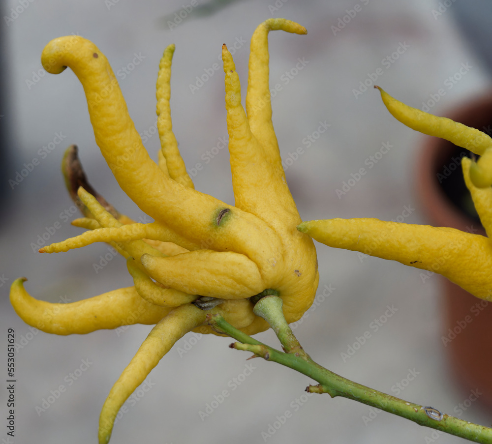 Citrus medica var. sarcodactylis, or the fingered citron, is an ...