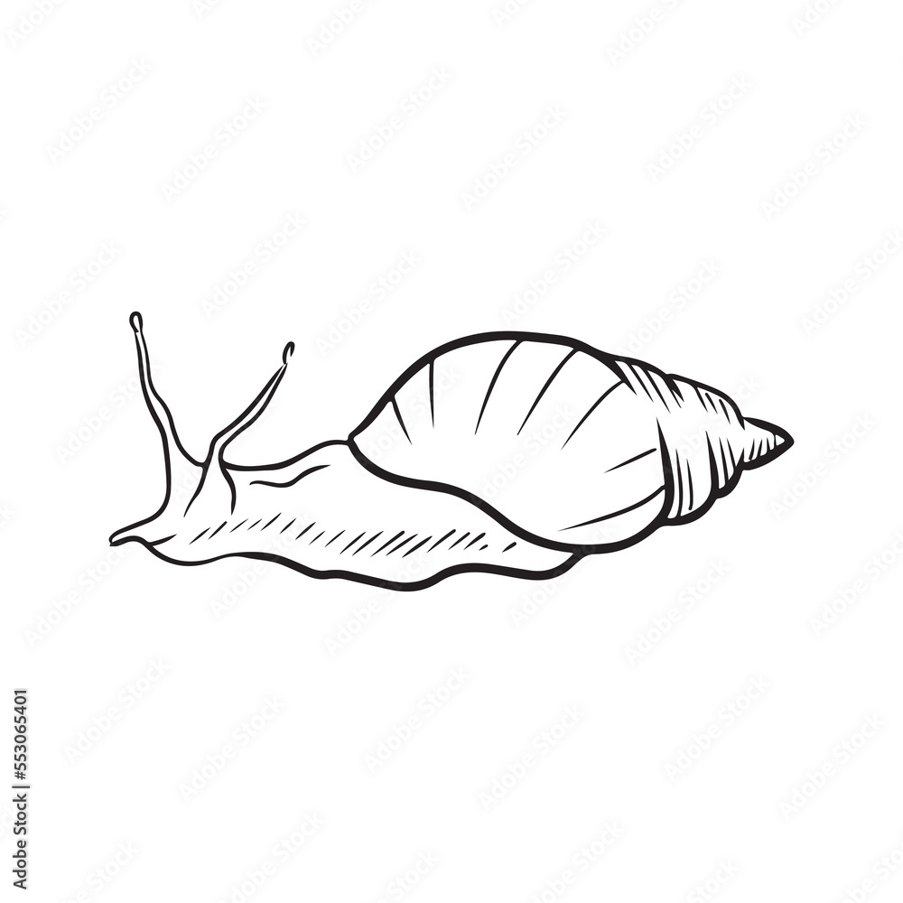 Giant african grape land snail drawing isolated on white background ...