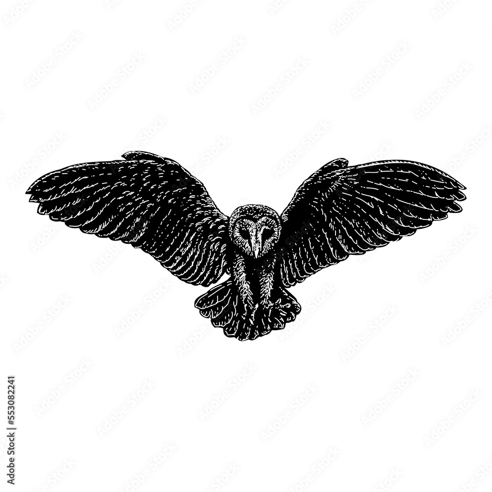 Barn Owl hand drawing vector illustration isolated on background. Stock ...