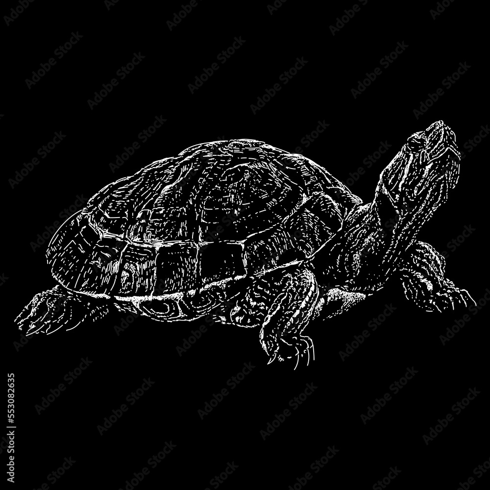 Red-Eared Slider hand drawing vector isolated on black background ...