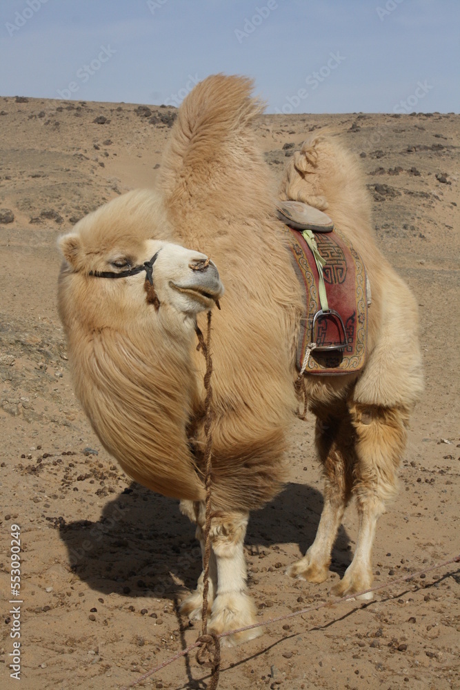 Bactrian camel in the quiet valley of Umnugovi region, Mongolia. The ...
