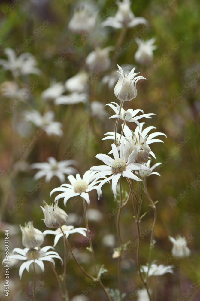 Wild Australian native flannel flowers, Actinotus helianthi, family ...