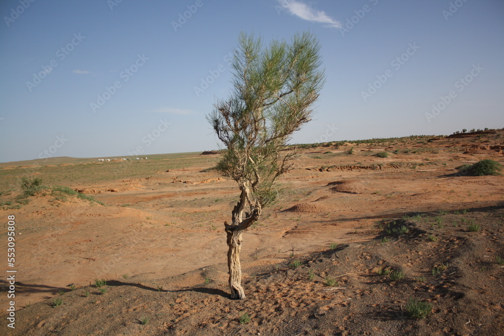 A zag tree in the lonely Gobi Desert of Umnugovi region, Mongolia. The ...