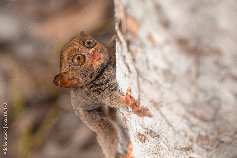 Tarsier aka Tarsius, Smaller Apes in The World Stock Photo | Adobe Stock