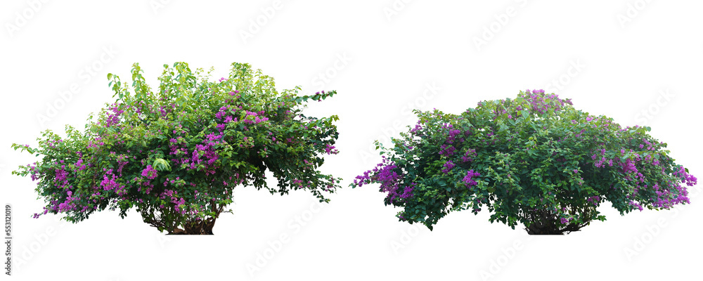 Flower Bushes White Background