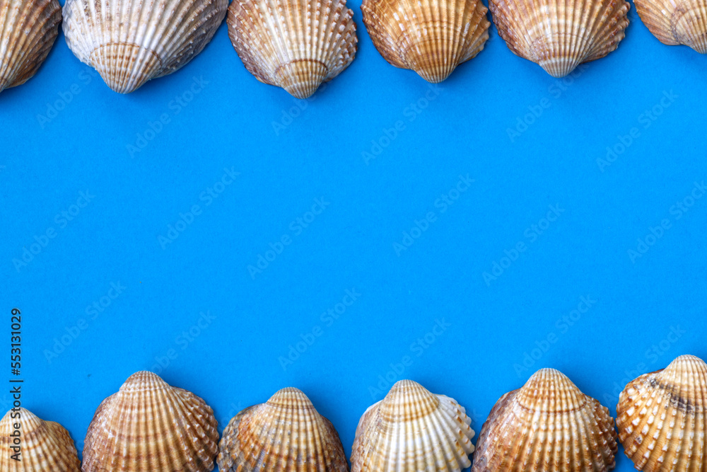 Two rows of shells on the blue background - top and down. Space for ...