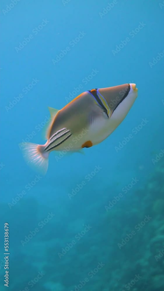 Vídeo do Stock: Colorful Picasso Trigger Fish Triggerfish Swimming In ...