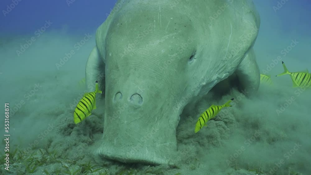 Slow motion, Close-up frontal portrait of Sea Cow eating algae on ...