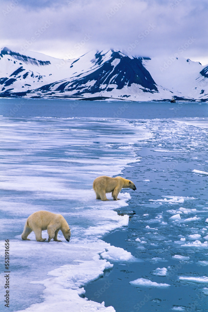 Arctic landscape with two Polar bears on the ice in a fjord at Svalbard ...