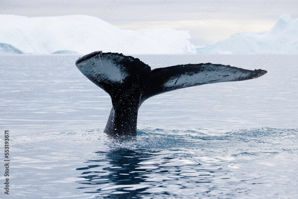 Ballena sumergiéndose entre icebergs Stock Photo | Adobe Stock