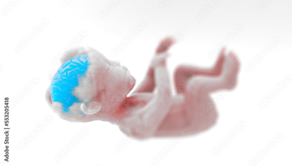 Child, fetus, organ formation. Brain. Sensory expansion learning ...