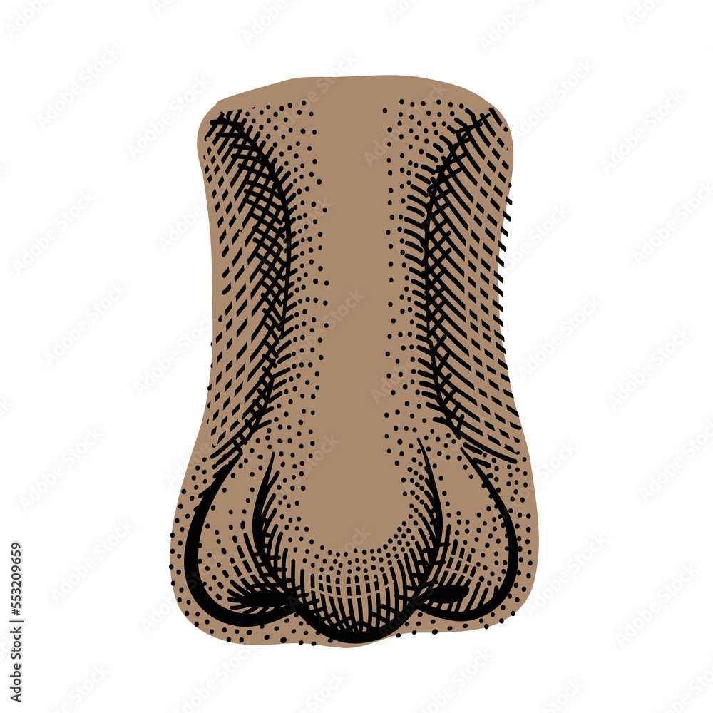 Vector of Nose from front view angle in color isolated on white ...