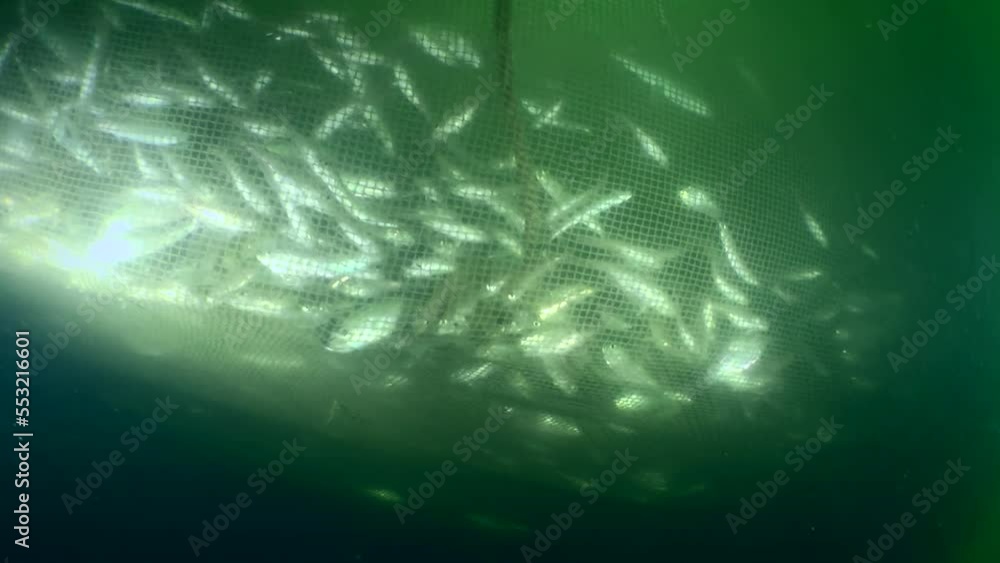 Fish inside a commercial fishing net: as the net rises and its volume ...