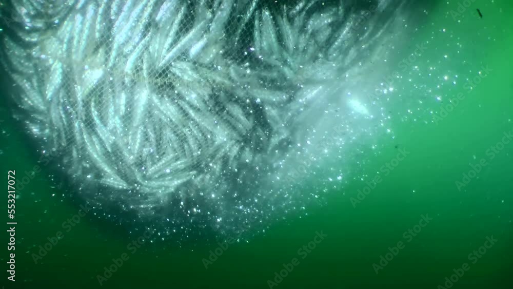 Stockvideo Fish inside a commercial fishing net: the net rises to the ...