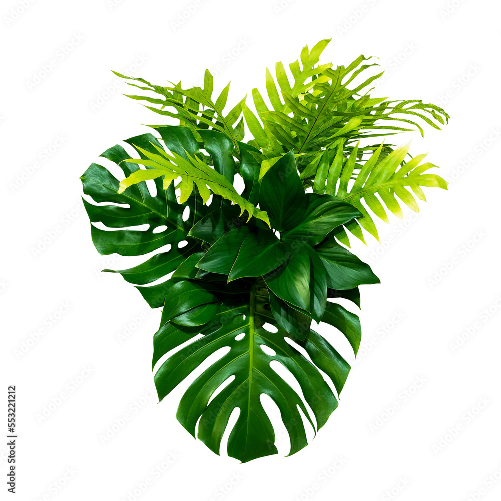 Plant leaves Green nature Tropical forest isolated on transparent ...