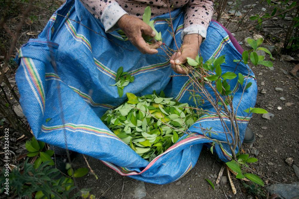 Organic plantation of coca plants in the Peruvian jungle. Farmer ...