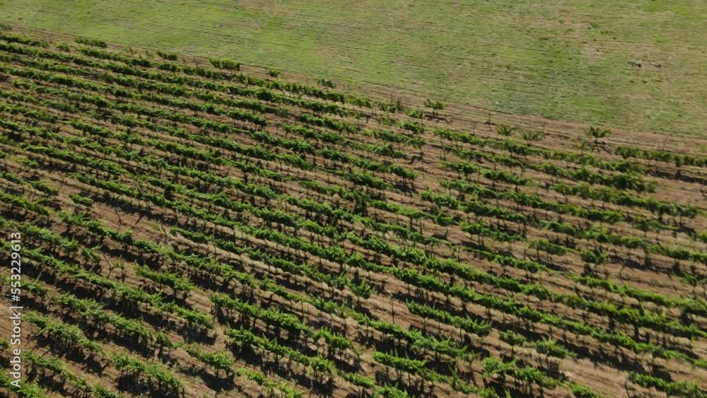 A cinematic flight with a top view of rows of grape bushes. A large ...