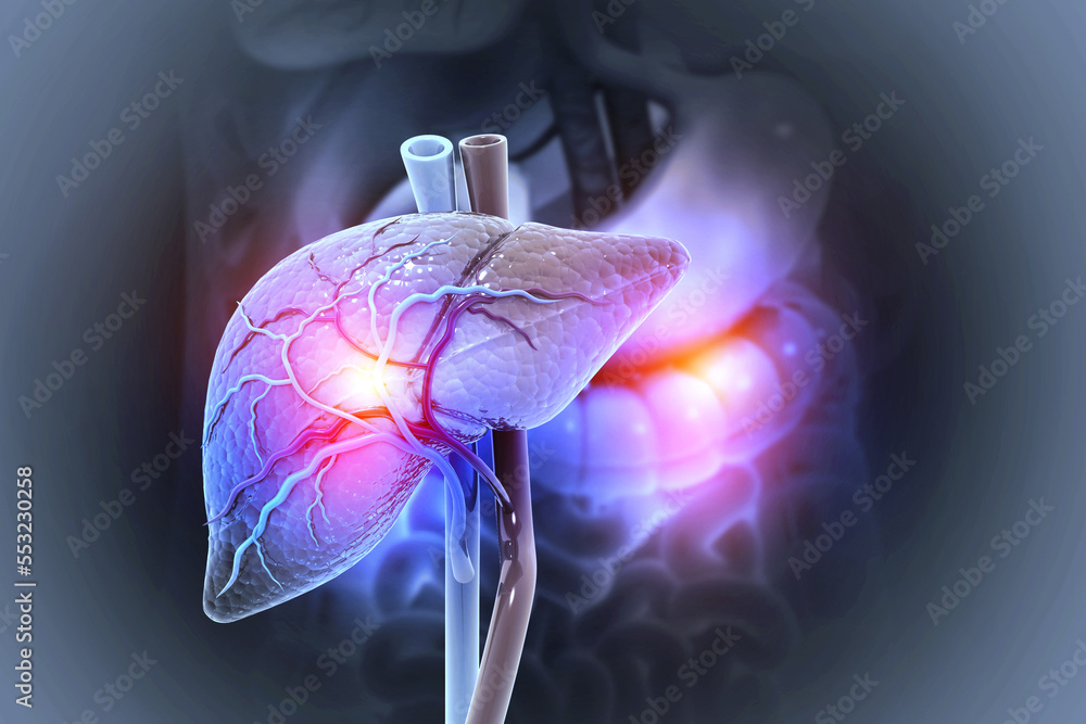 Human liver anatomy structure, 3d illustration Stock Illustration ...