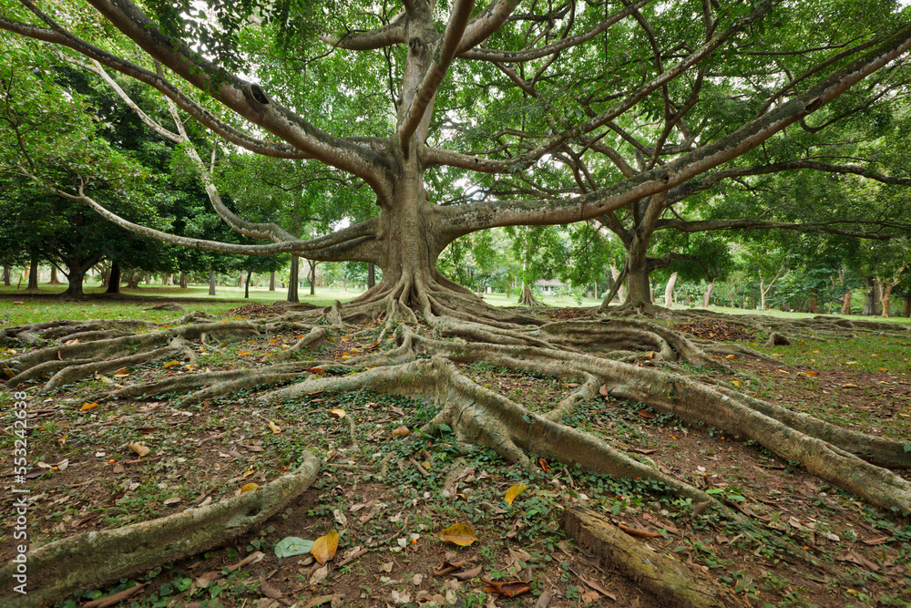 Tropical ficus tree roots. Sri Lanka Stock Photo | Adobe Stock