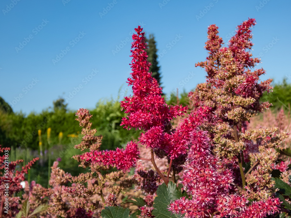 Mid season flowering variety of the Astilbe japonica x 'Vesuvius' with ...