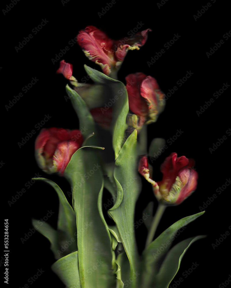 Wavy pink tulips scan background. Scanned blooming flower bouquet ...
