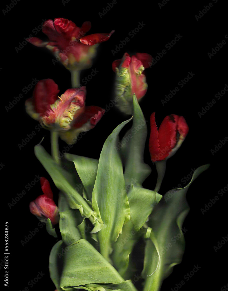 Wavy pink tulips scan background. Scanned blooming flower bouquet ...