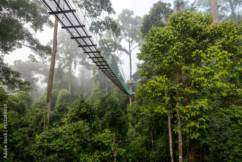 Treetop canopy walkway in Danum Valley primary jungle Lahad Datu Sabah ...