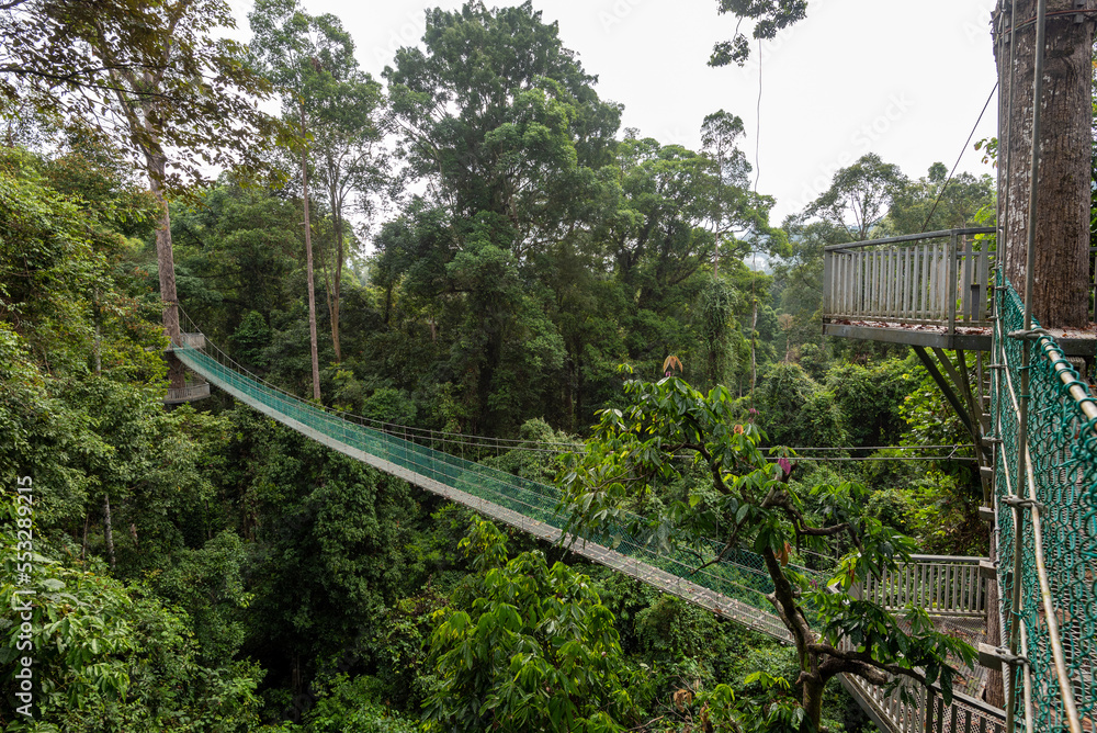 Treetop canopy walkway in Danum Valley primary jungle Lahad Datu Sabah ...