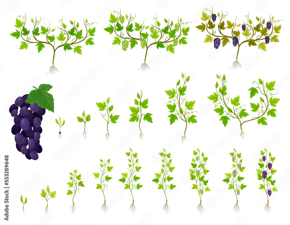 Grapevine Growth Life and Germinate Process Steps Big Vector Set Stock ...