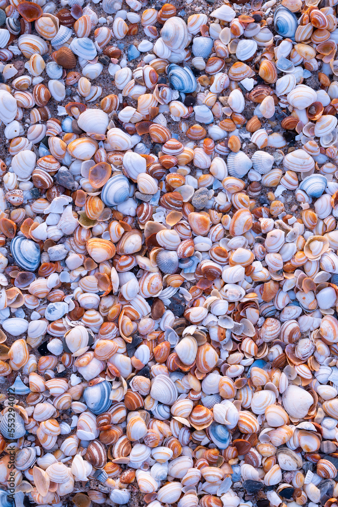 Seashells on the seashore as a background. Marine fauna. Natural ...