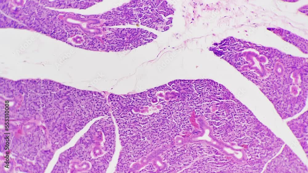 Sublingual gland in section in macro view magnified in 40 times against ...