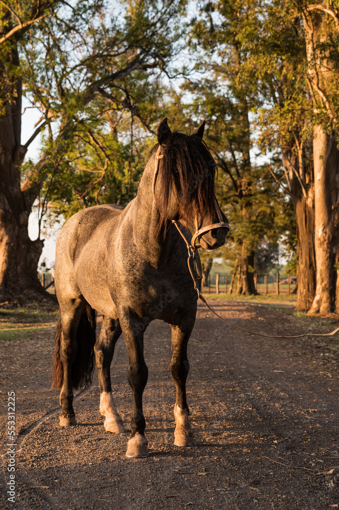 Caballo moro al atardecer Stock Photo | Adobe Stock