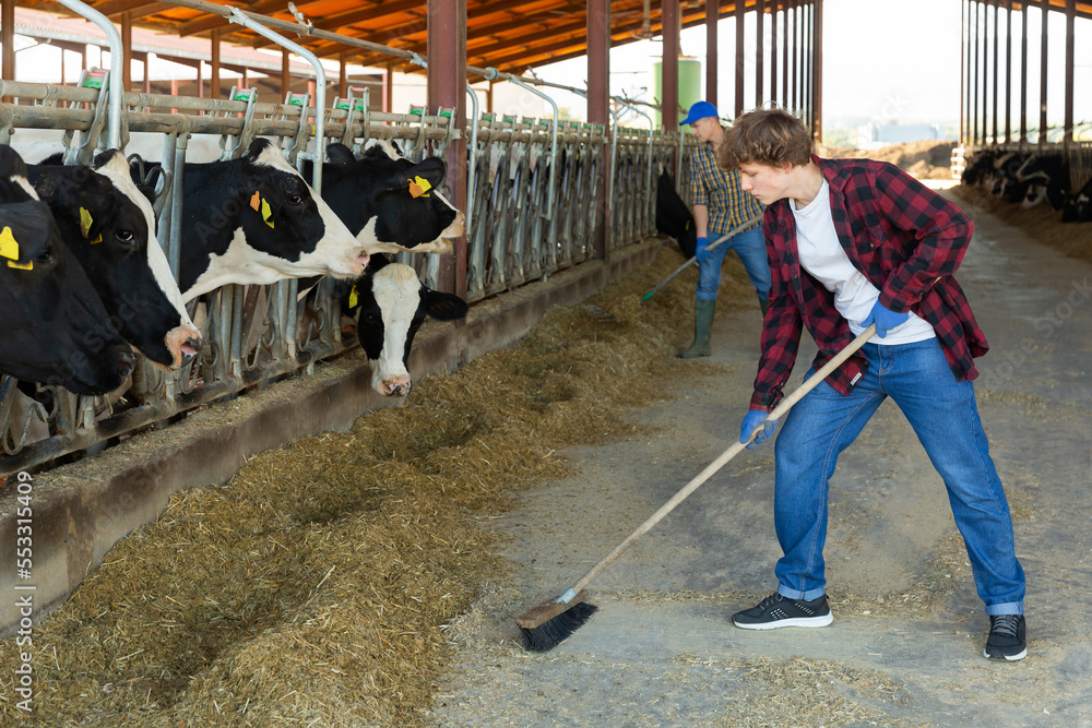 Young man feeding cows in cowhsed. His adult co-worker doing same in ...