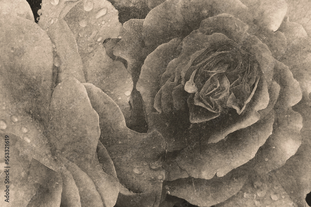 Retro Vintage Nature Photography
