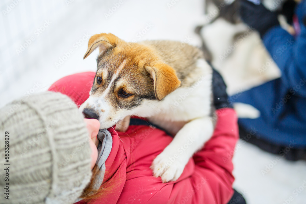 Pre-teen girl with husky dog Stock Photo | Adobe Stock