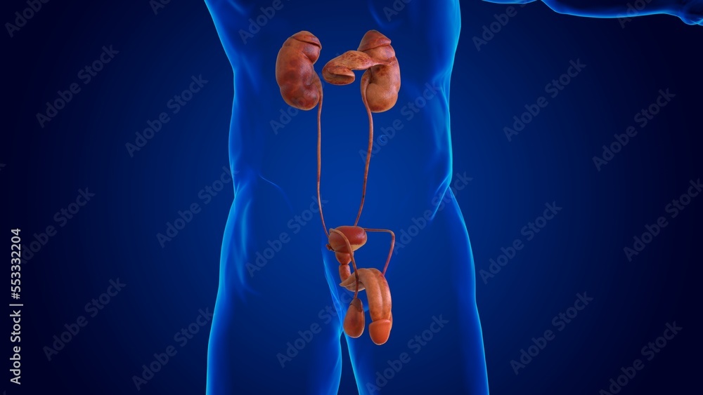Poster Damaged male reproductive system with kidney organ anatomy for ...