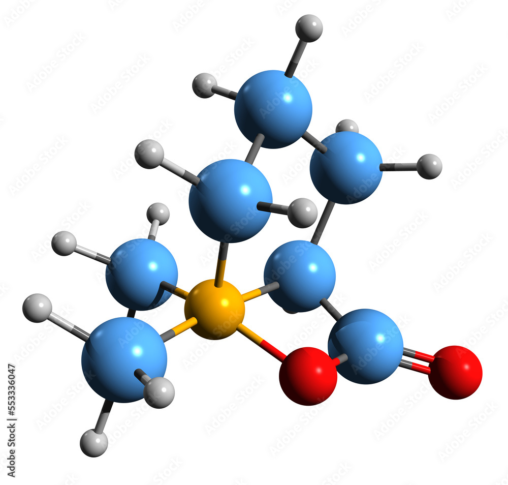 3D image of Stachydrine skeletal formula - molecular chemical structure ...