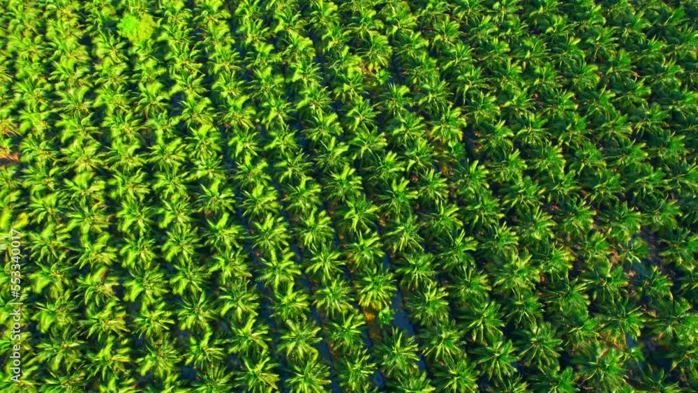 4K : Aerial view over a palm and coconut plantation. Thailand ...