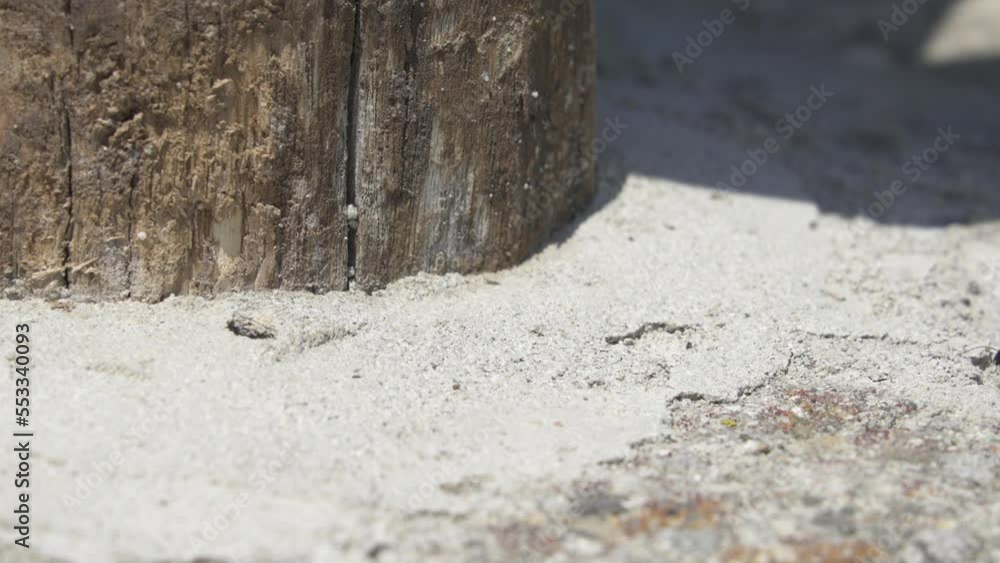 Ant colony and ants eggs from close up. The entrance to the anthill ...