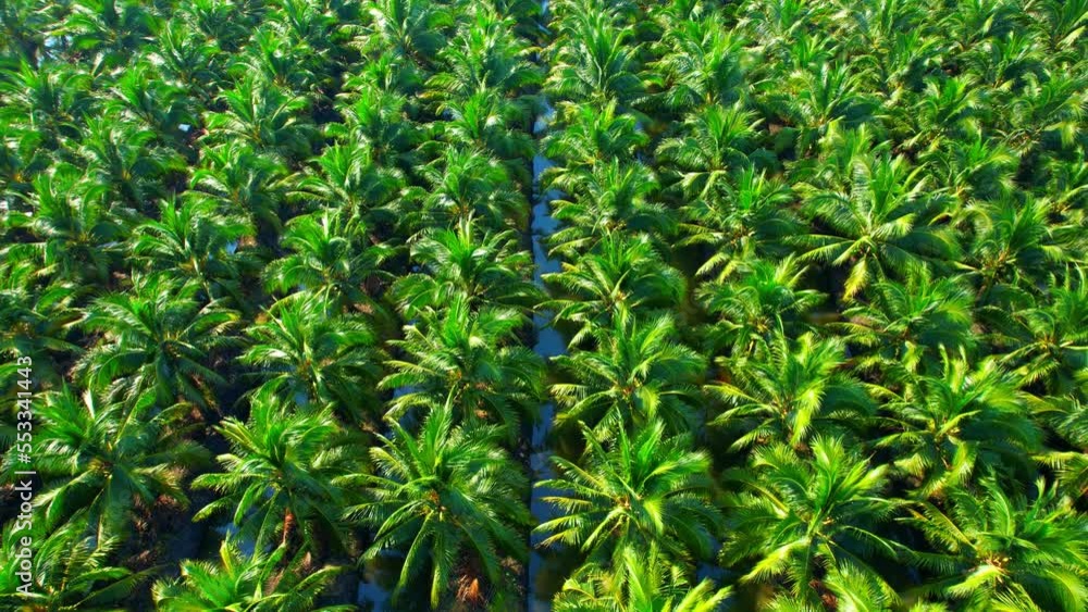 Large coconut and palm oil plantation. Agricultural Industry in ...