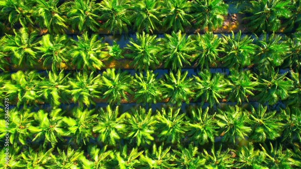 Drones fly over coconut and palm oil trees planted on large commercial farms. Thailand ...