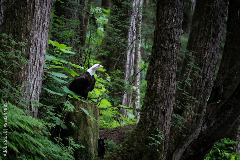 Forest sentinel. Bald eagle sits on a stump in lush dark forest ...