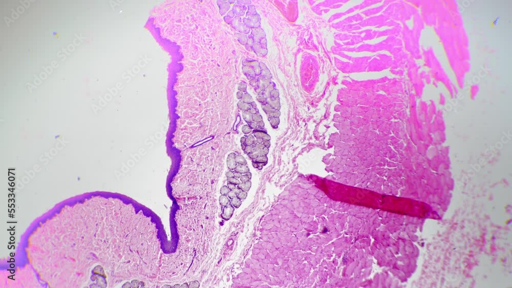 Oesophagus of human being in transversal section magnified 40x under ...
