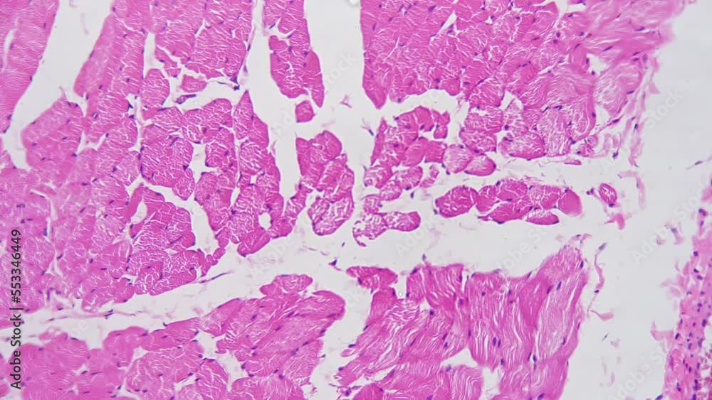 Scientific macro footage of slide with human esophagus in transversal ...