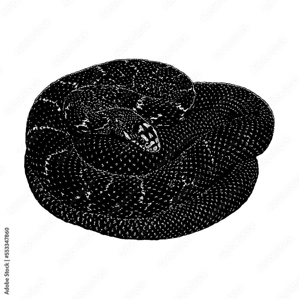 King Rat Snake hand drawing vector illustration isolated on background ...